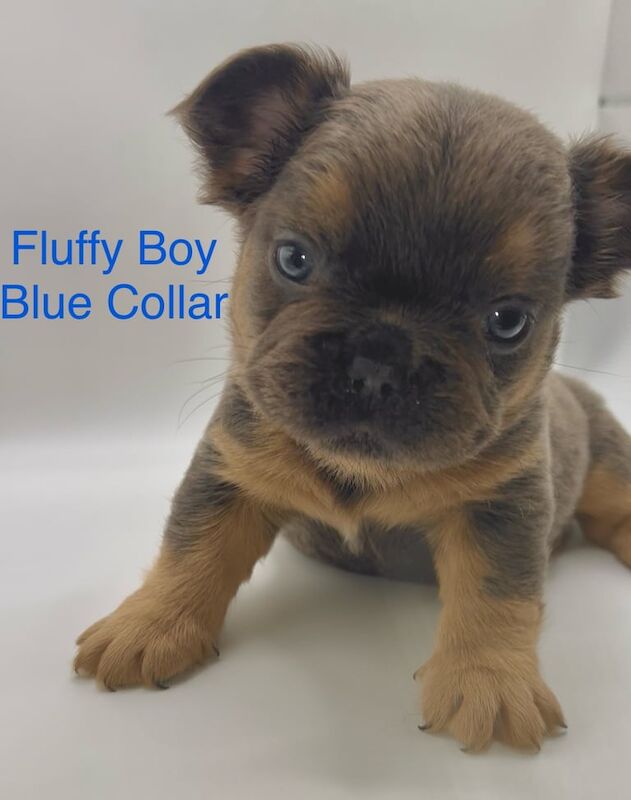 Fluffy French Bulldog Puppies For Sale | Frenchie Owners