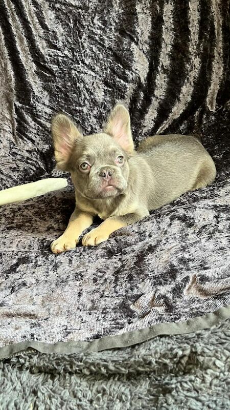 What Are The Benefits Of A Kc Registered Dog