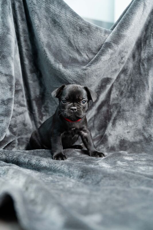 BIG ROPE FLUFFY FRENCHIES 😍 - French Bulldog Puppies For Sale in ...