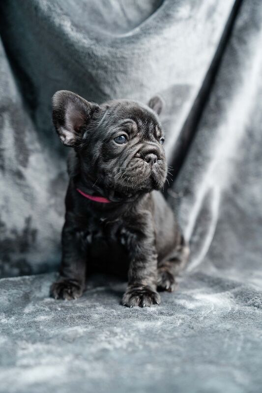 BIG ROPE FLUFFY FRENCHIES 😍 - French Bulldog Puppies For Sale in ...