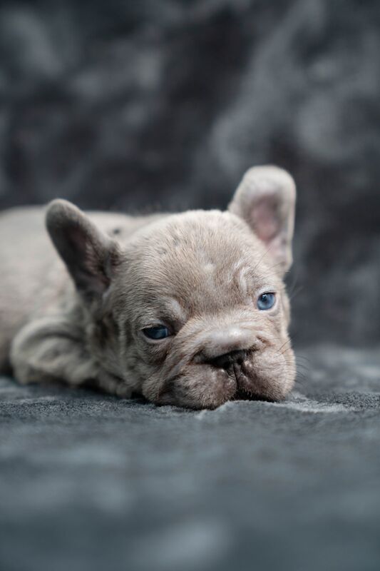 BIG ROPE FLUFFY FRENCHIES 😍 - French Bulldog Puppies For Sale in ...